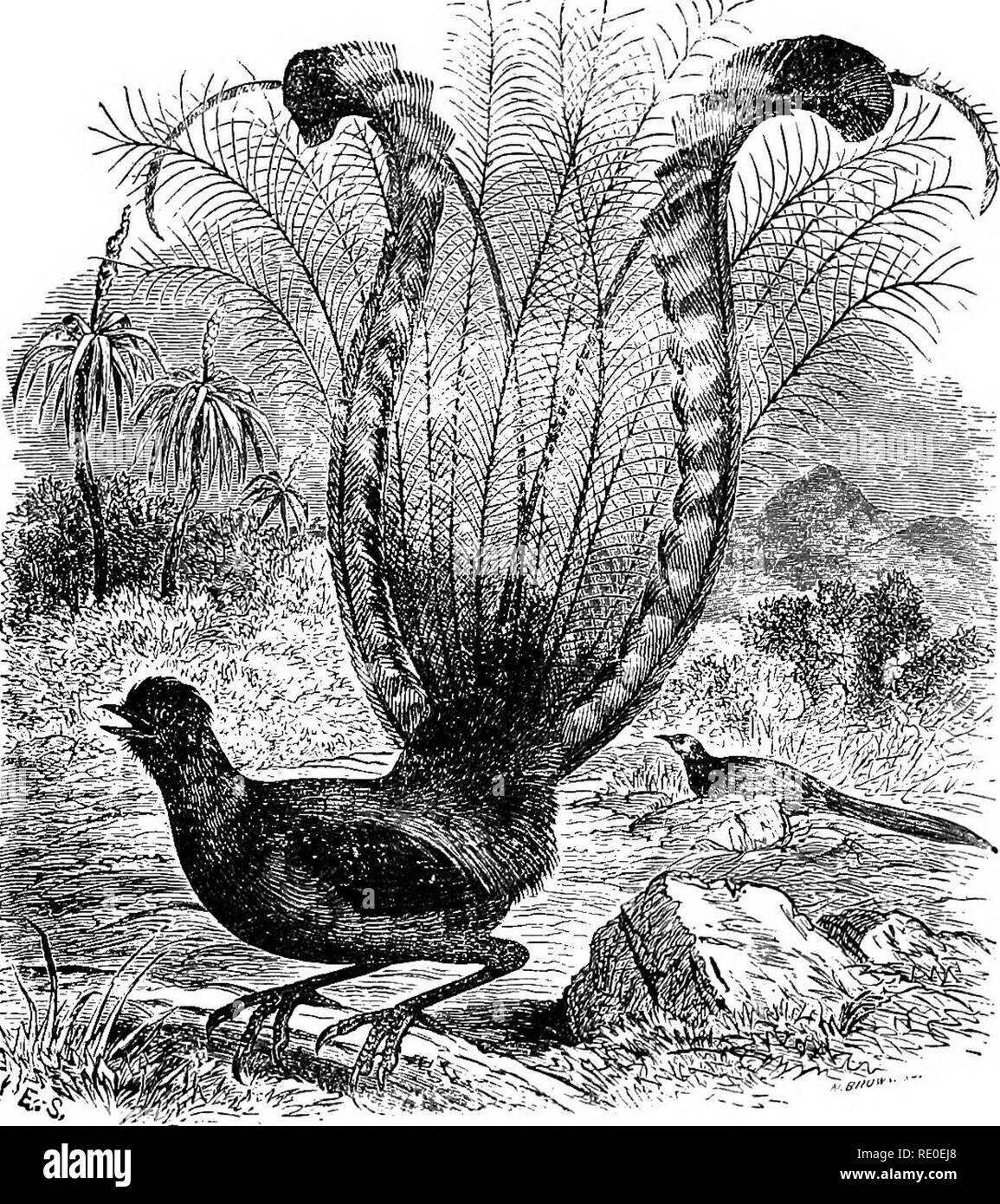Lyre Bird Clipart Black