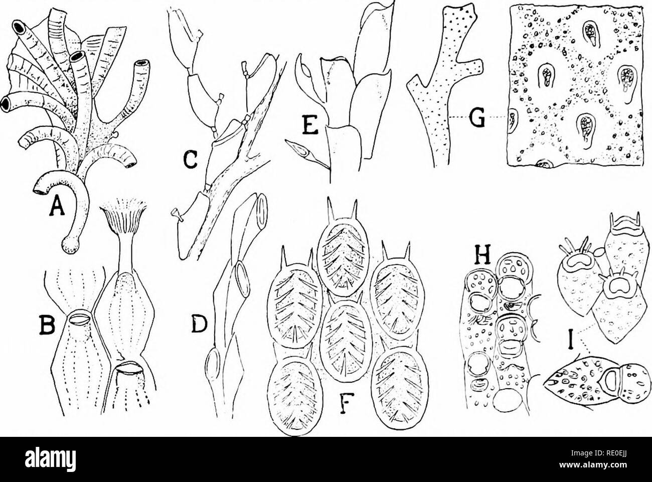 Cyclostomata High Resolution Stock Photography and Images - Alamy