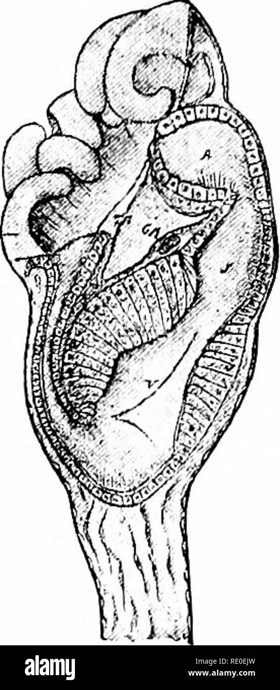 . A manual of zoology. Zoology. 322 CfELHELMINTIIES. open. The space ...