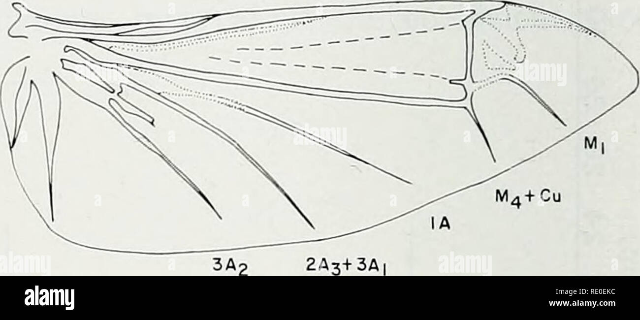 Beetle Wings Anatomy