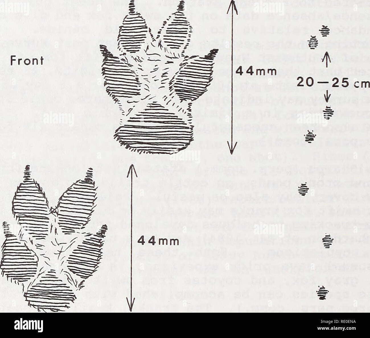 Fox Scat High Resolution Stock Photography and Images - Alamy