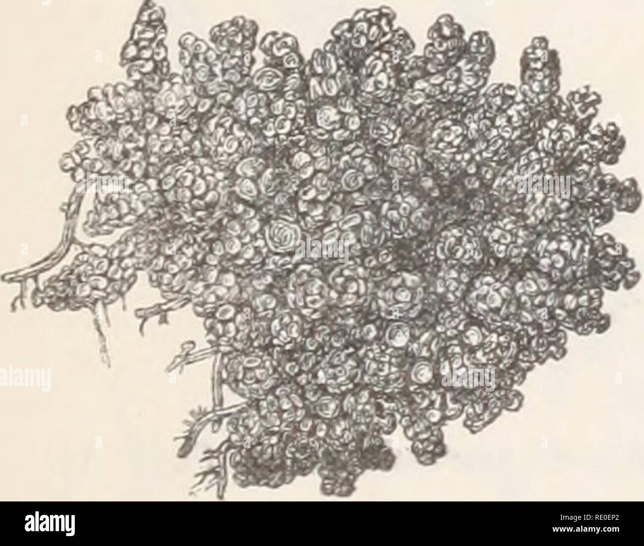 . Ecological and systematic studies of the Ceylon species of Caulerpa ...