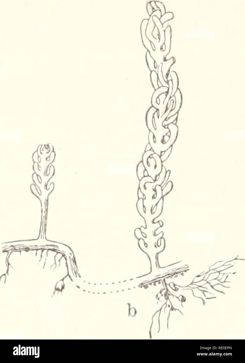 . Ecological and systematic studies of the Ceylon species of Caulerpa ...