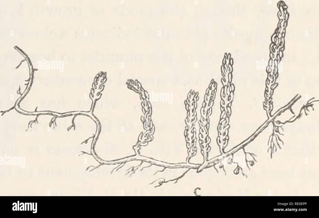 . Ecological and systematic studies of the Ceylon species of Caulerpa ...
