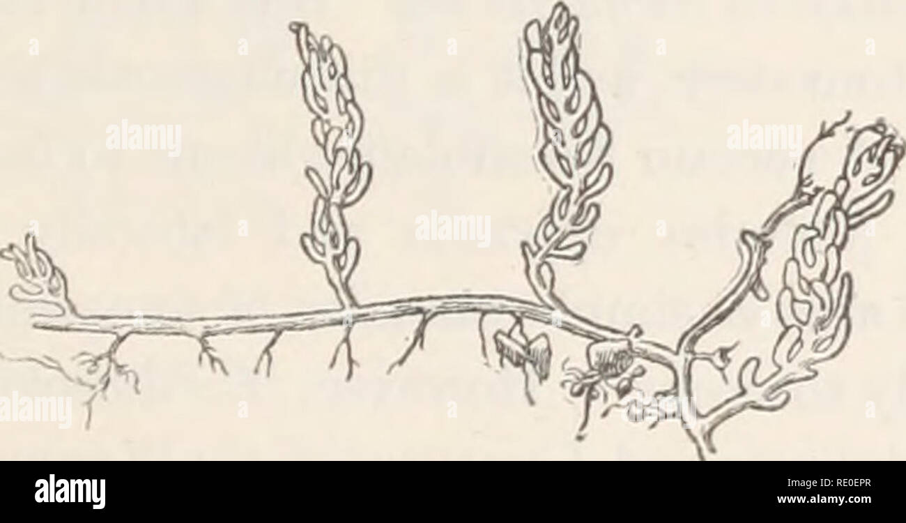 . Ecological and systematic studies of the Ceylon species of Caulerpa ...