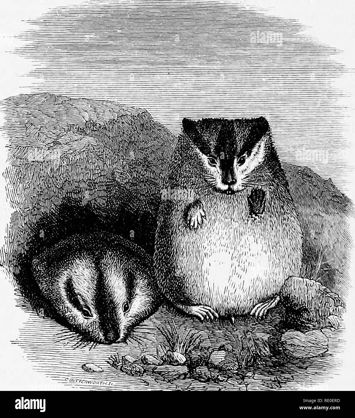 . An introduction to the study of mammals living and extinct. Mammals ...