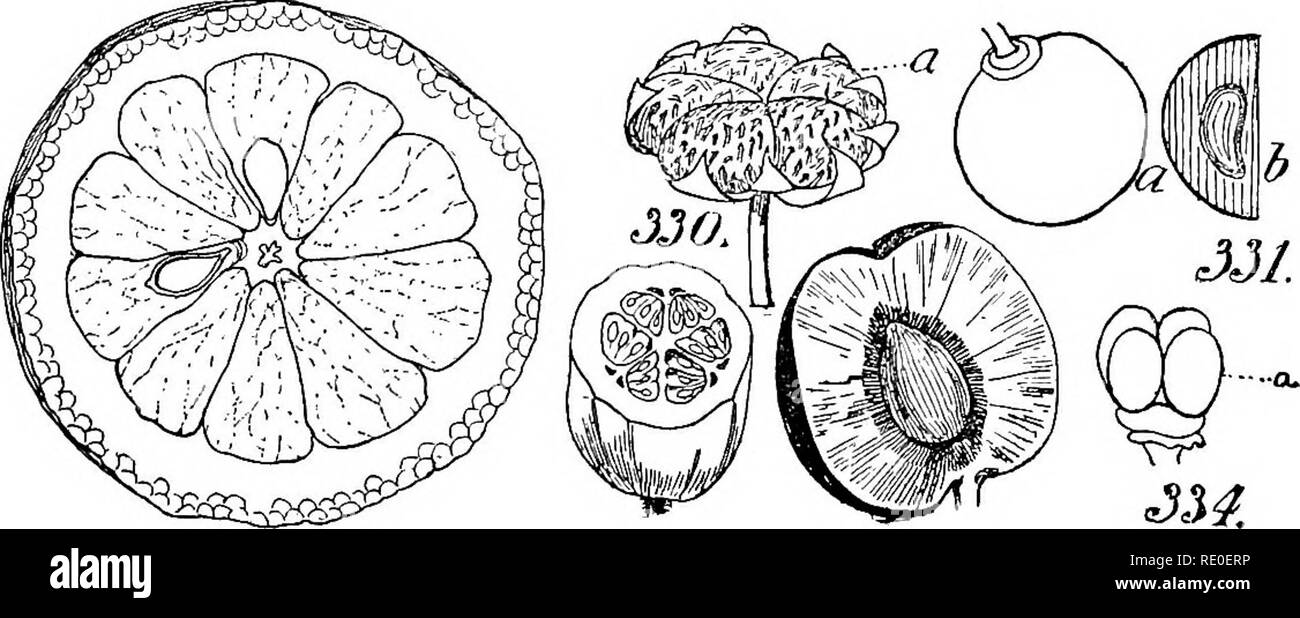 Fruit schizocarp hi-res stock photography and images - Alamy