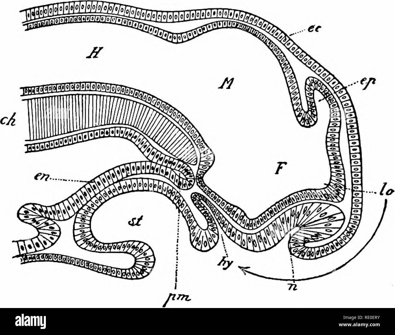 Examples Of Protochordata
