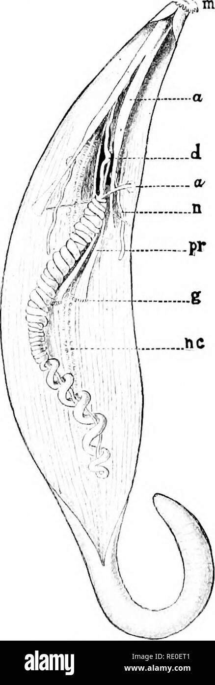 . A manual of zoology. Zoology. 31G CCELHELMINTUES. species (Megascolex ...