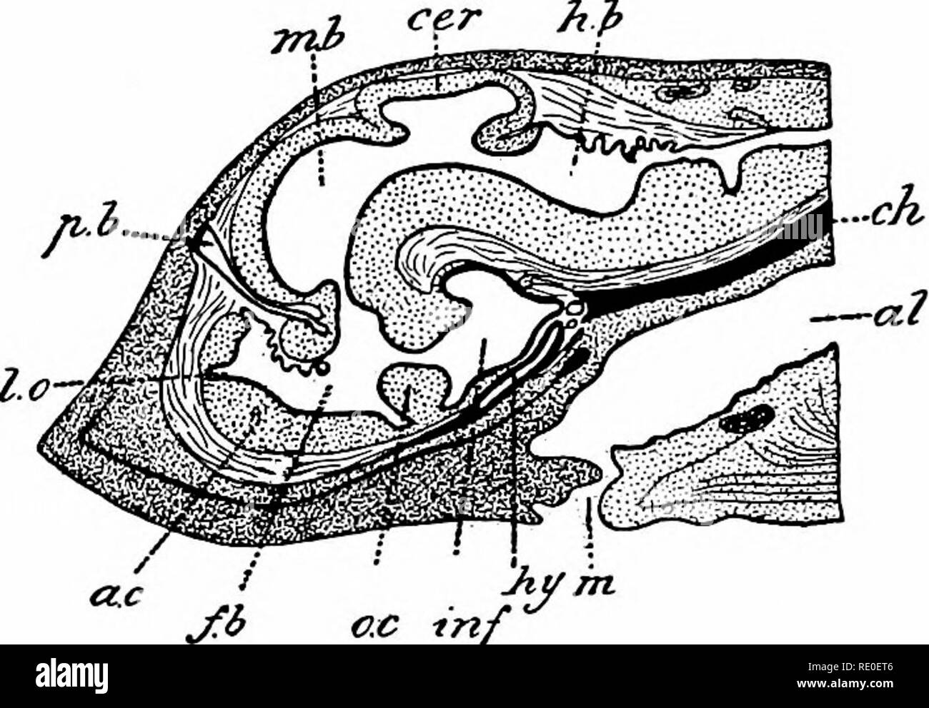 Protochordata hi-res stock photography and images - Alamy