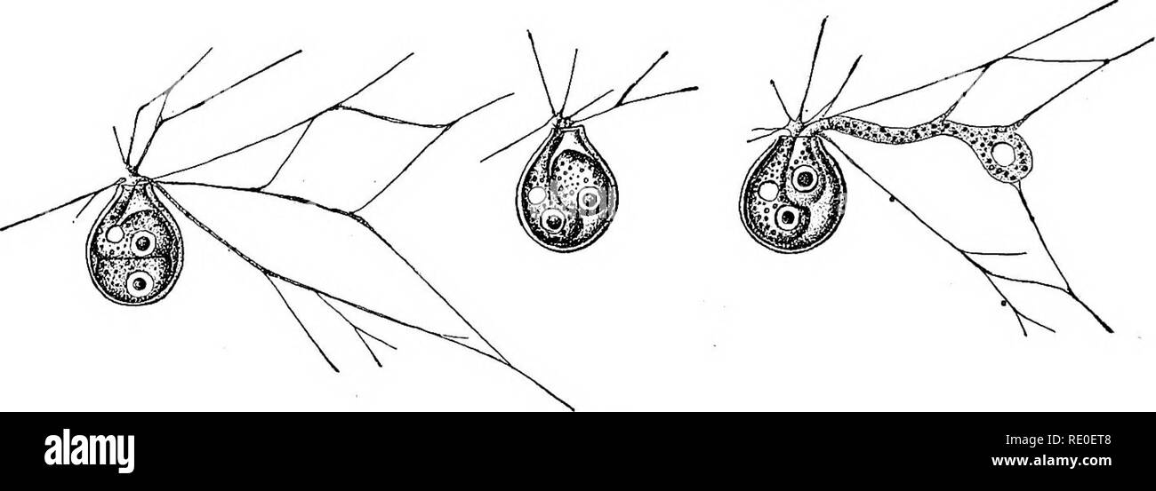 . The Protozoa. Protozoa. 92 THE PROTOZOA disintegrated, the digestible ...