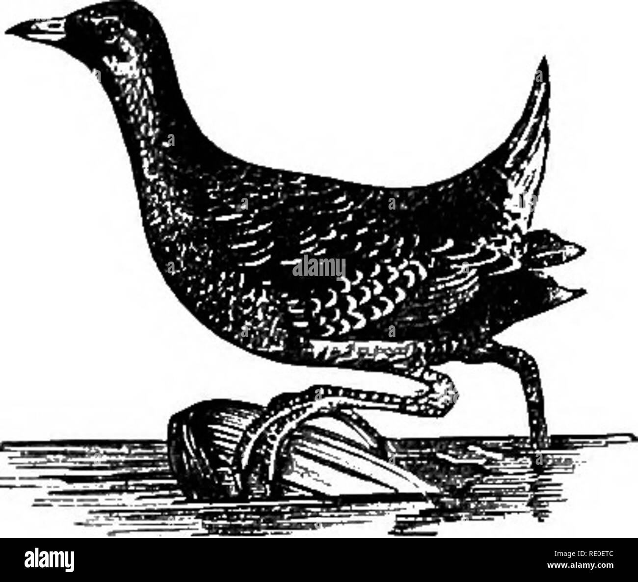 Peter and his goose Black and White Stock Photos & Images - Alamy