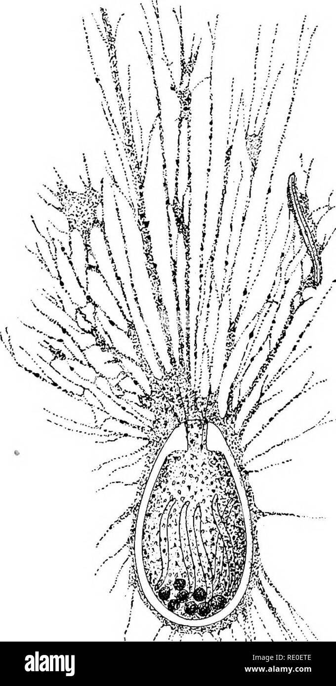 Sarcodina hi-res stock photography and images - Alamy