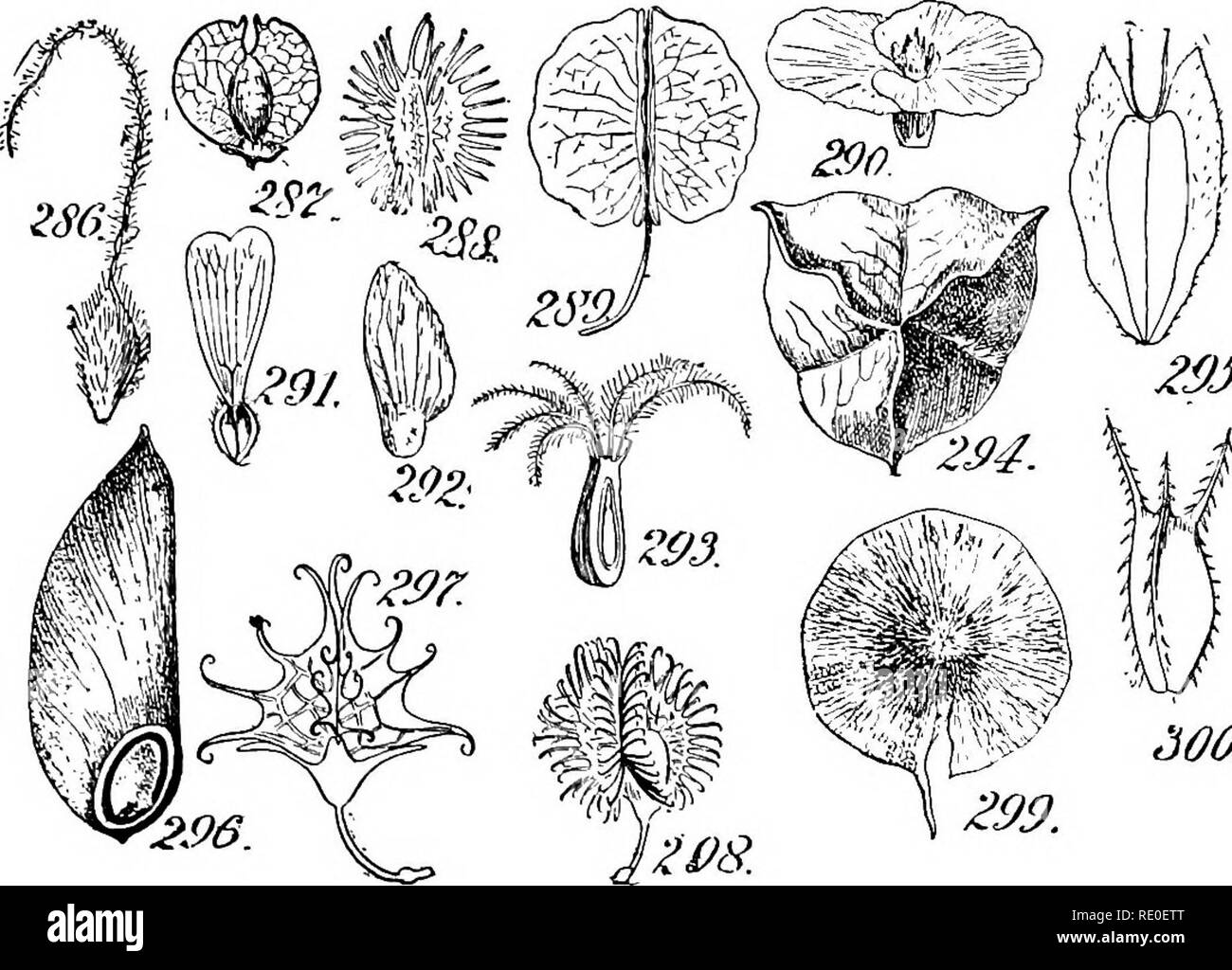 Barbed awns hi-res stock photography and images - Alamy