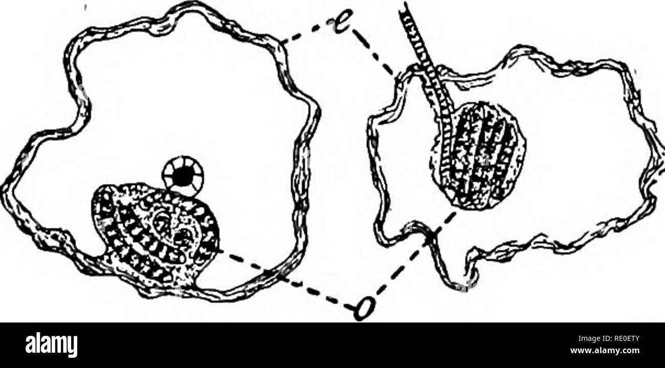 Pseudopodium Black and White Stock Photos & Images - Alamy