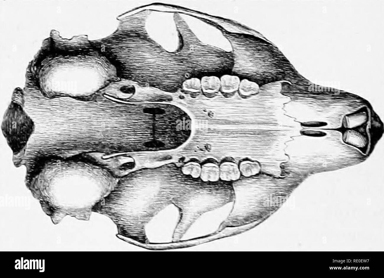 Lepus Californicus Skull