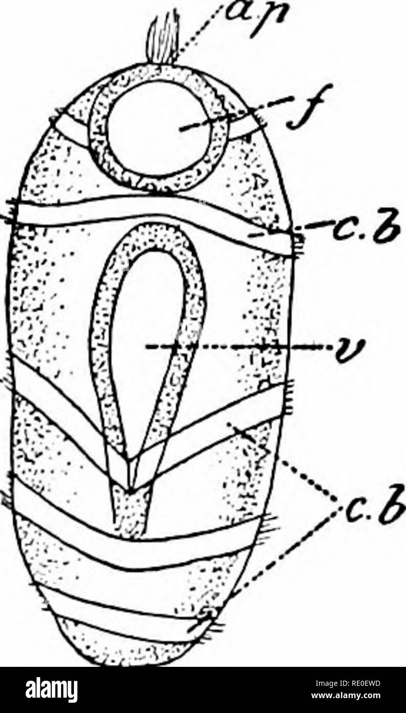 . Amphioxus and the ancestry of the vertebrates. Amphioxus; Sea squirts ...