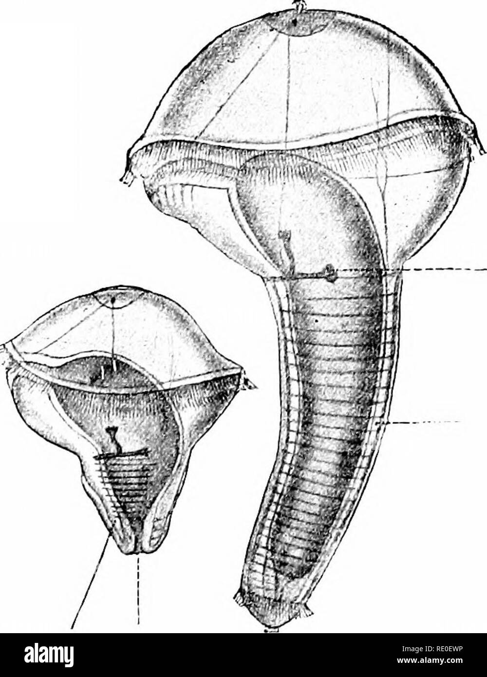 Coelomic epithelium Black and White Stock Photos & Images - Alamy