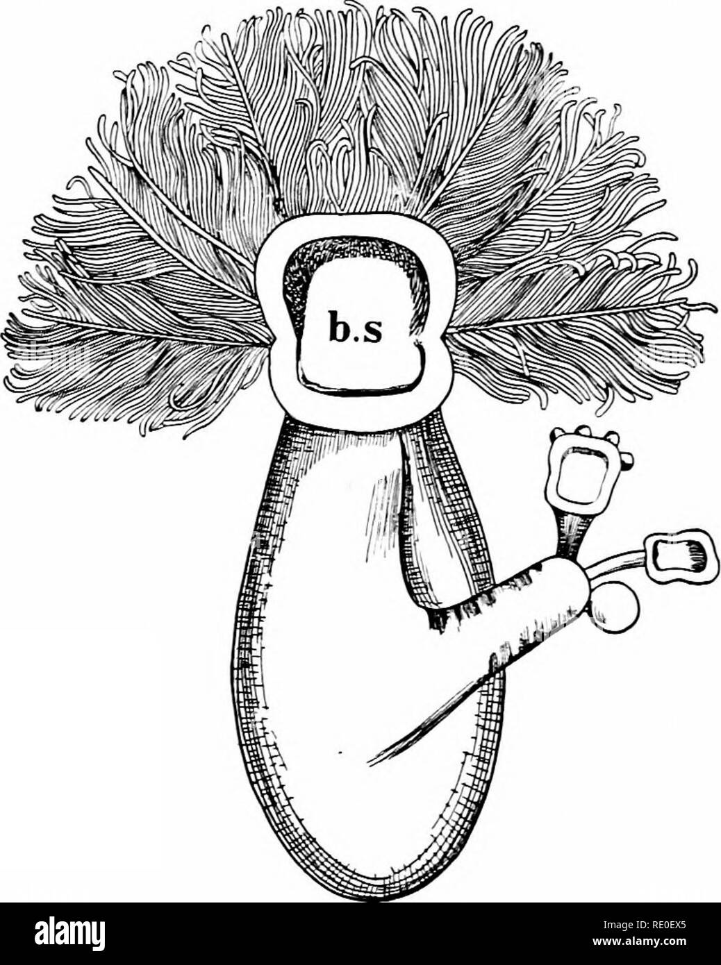 . Amphioxus and the ancestry of the vertebrates. Amphioxus; Sea squirts ...