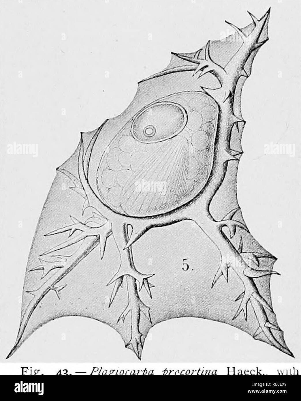 Sarcodina hi-res stock photography and images - Alamy