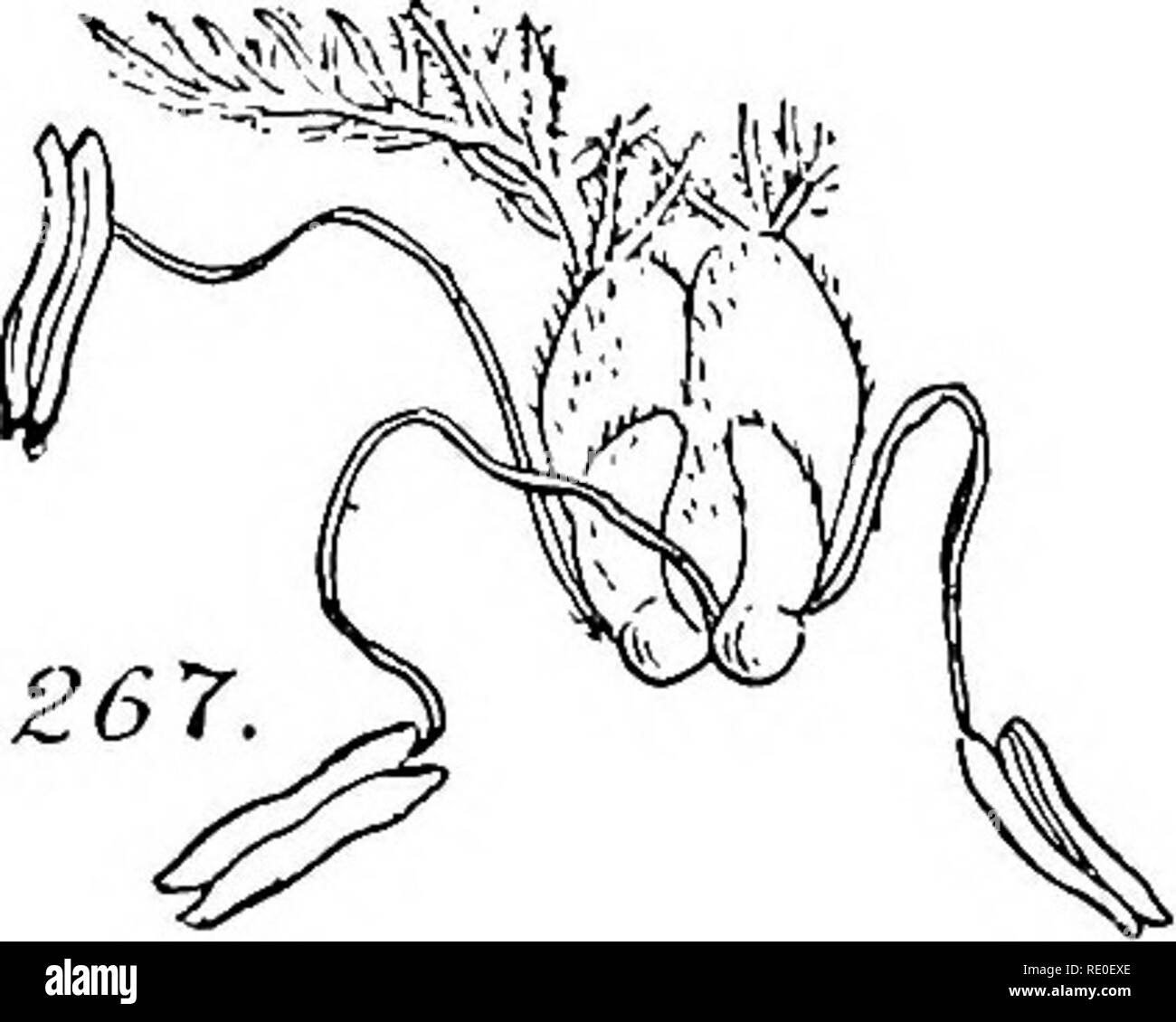 Entomophilous flower Black and White Stock Photos & Images - Alamy