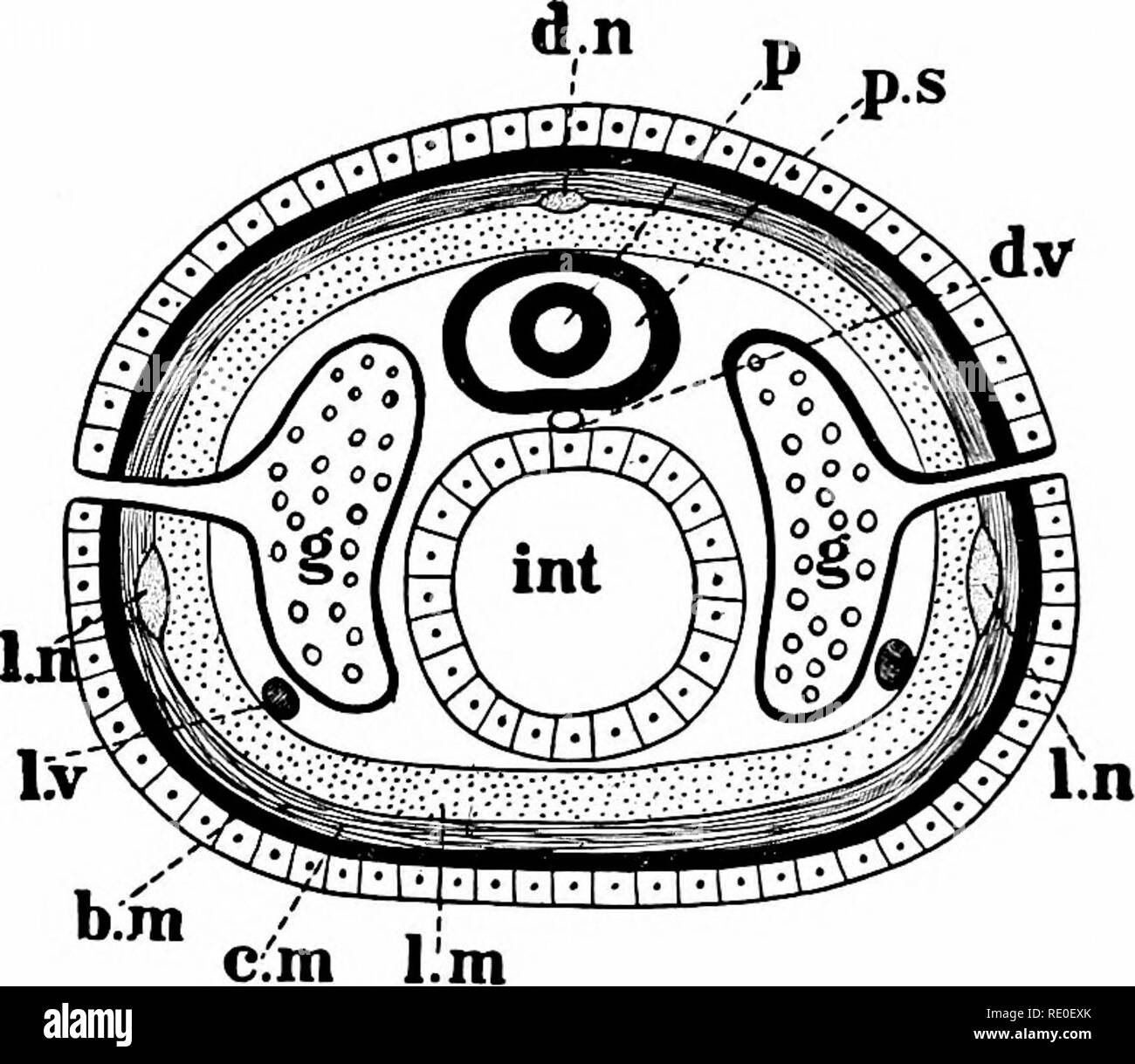 Protochordata hi-res stock photography and images - Alamy