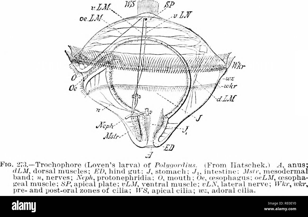 . A manual of zoology. Zoology. Fig. 27:3.—Diagram of annelid somites ...