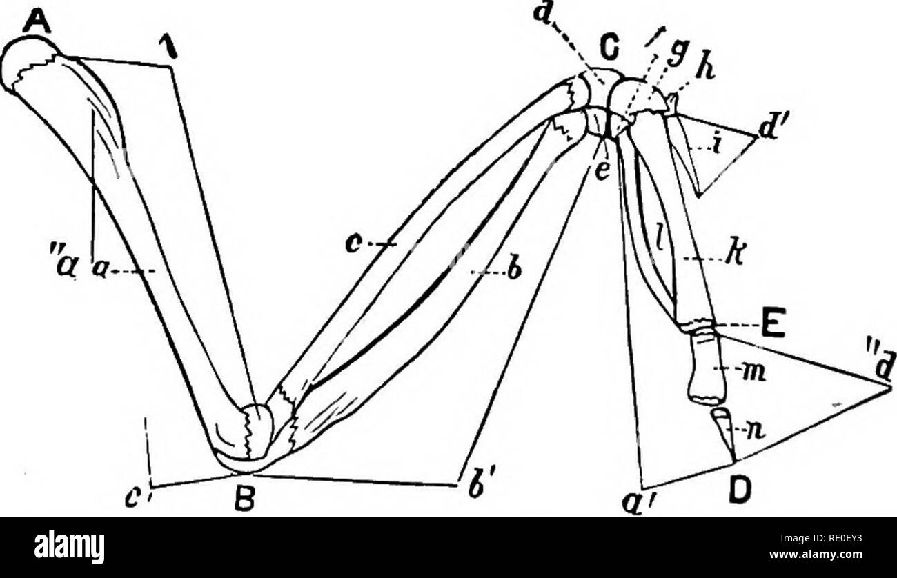 Right humerus Cut Out Stock Images & Pictures - Alamy
