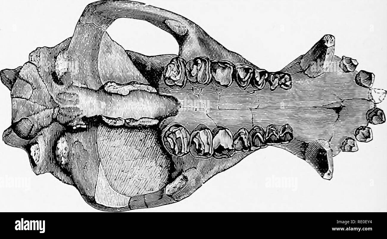 . An introduction to the study of mammals living and extinct. Mammals ...