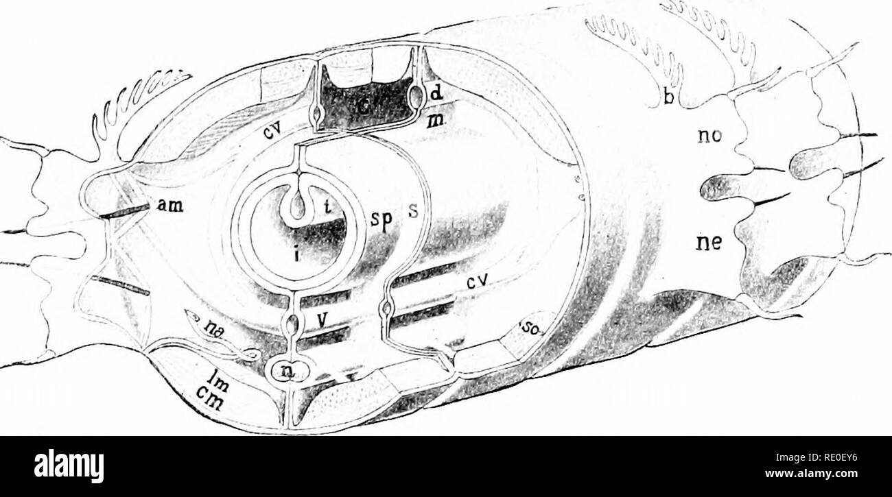 Annelid diagram Cut Out Stock Images & Pictures - Alamy