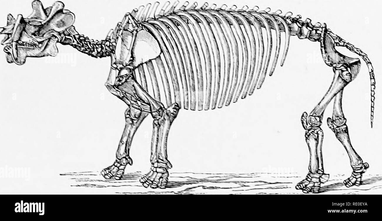 Conjoined deer hi-res stock photography and images - Alamy