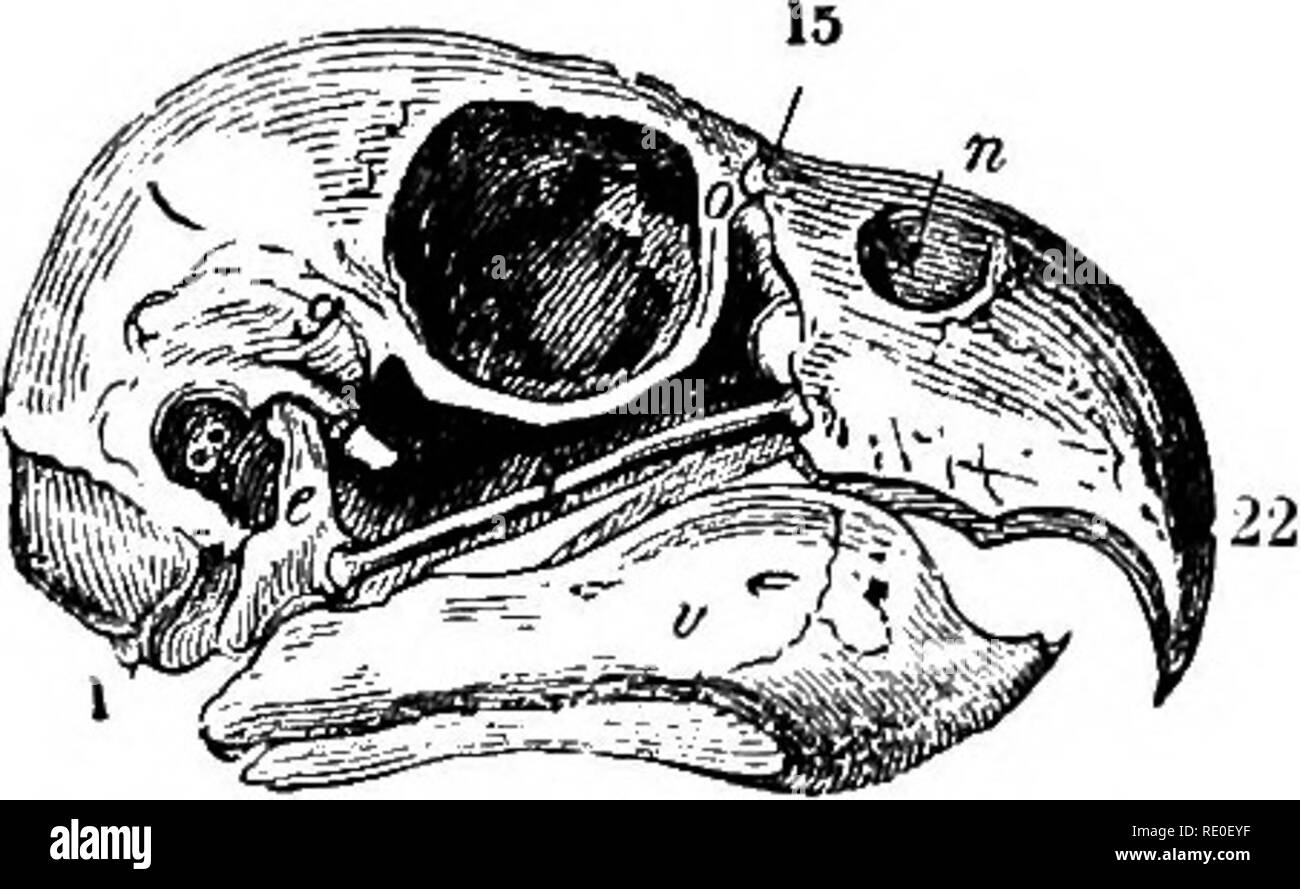 . Zoology for high schools and colleges. Zoology. STRUCTURE OF BIRDS ...