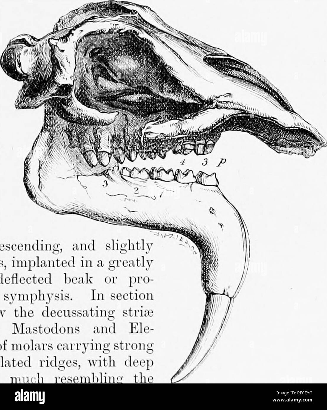 . An introduction to the study of mammals living and extinct. Mammals ...