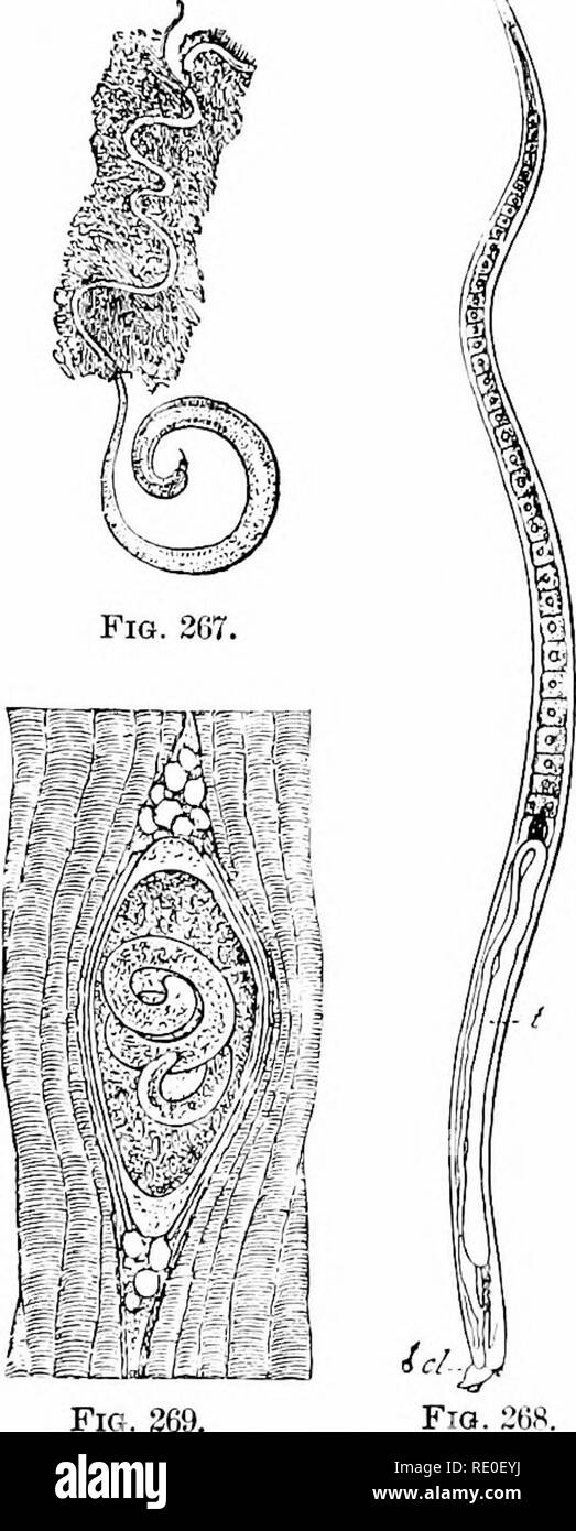 . A manual of zoology. Zoology. 302 CCELHELMINTIIES. and now is common ...