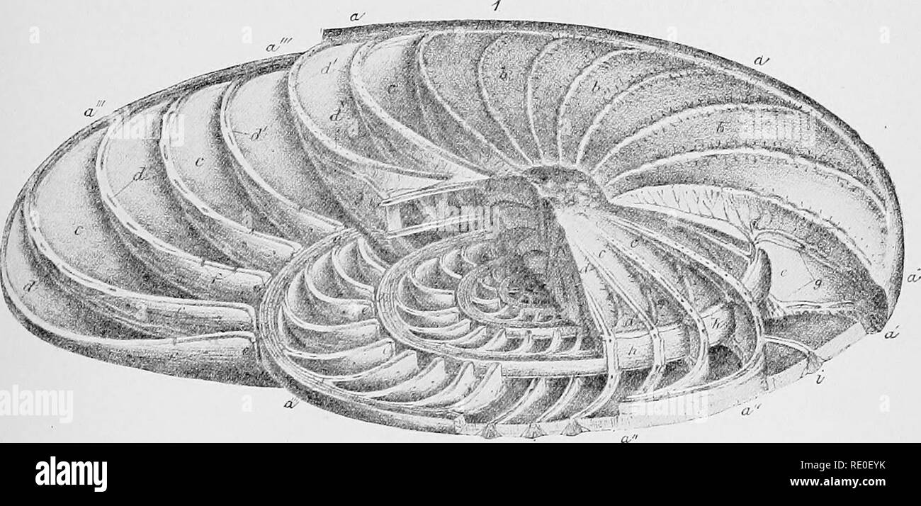 . The Protozoa. Protozoa. THE SARCODINA 73 the plasm extends entirely ...