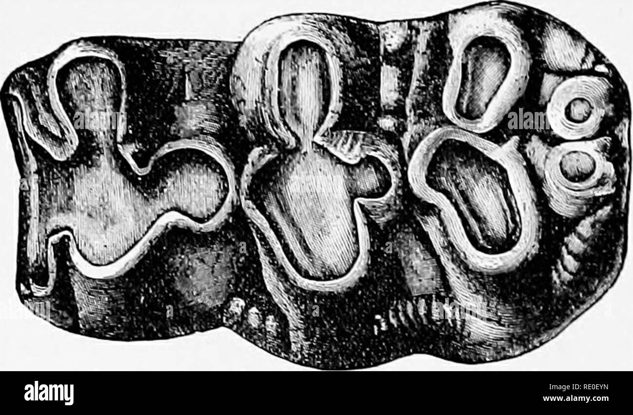 . An introduction to the study of mammals living and extinct. Mammals ...