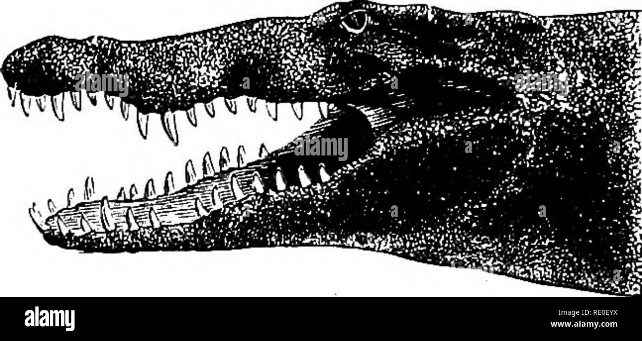 . Zoology for high schools and colleges. Zoology. 514 ZOOLOOT ...