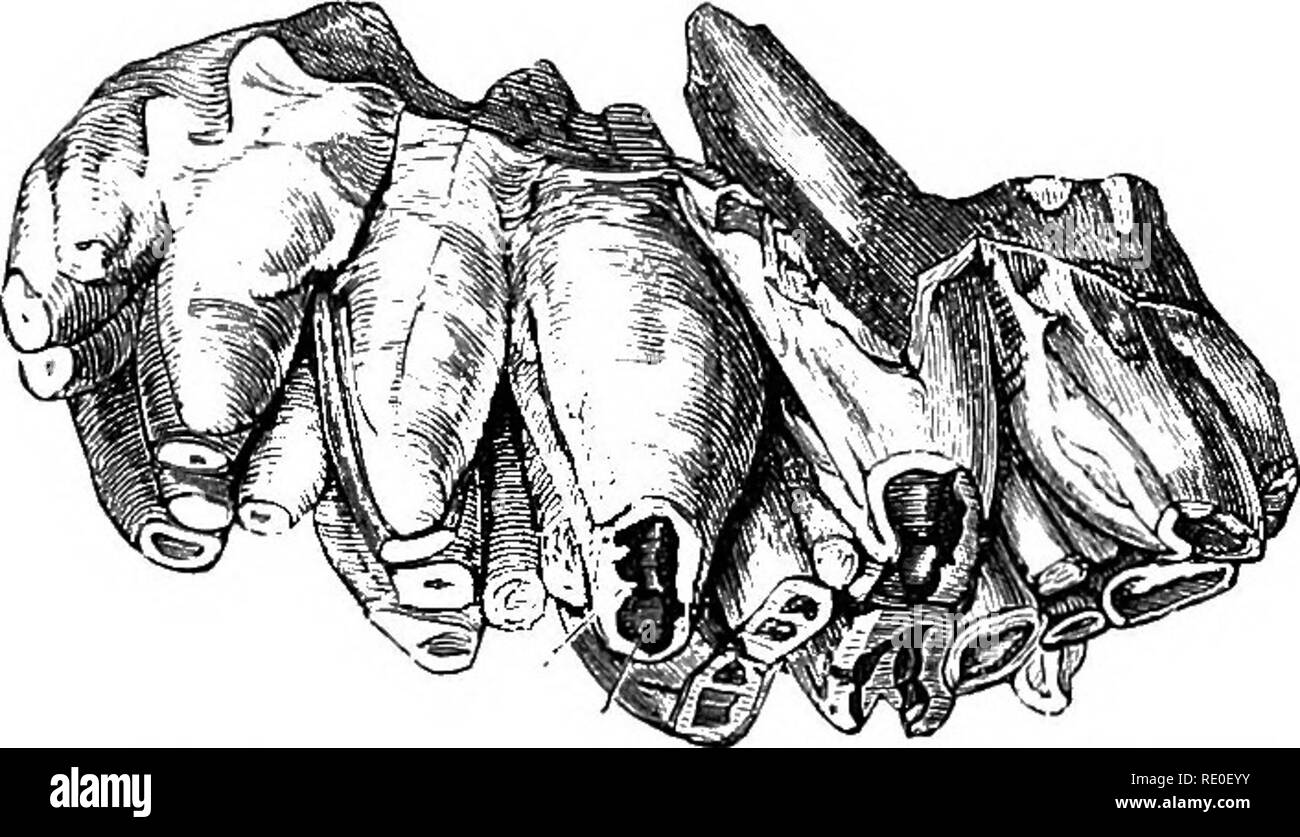 . An introduction to the study of mammals living and extinct. Mammals ...