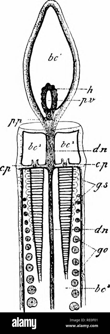 Balanoglossus hi-res stock photography and images - Alamy