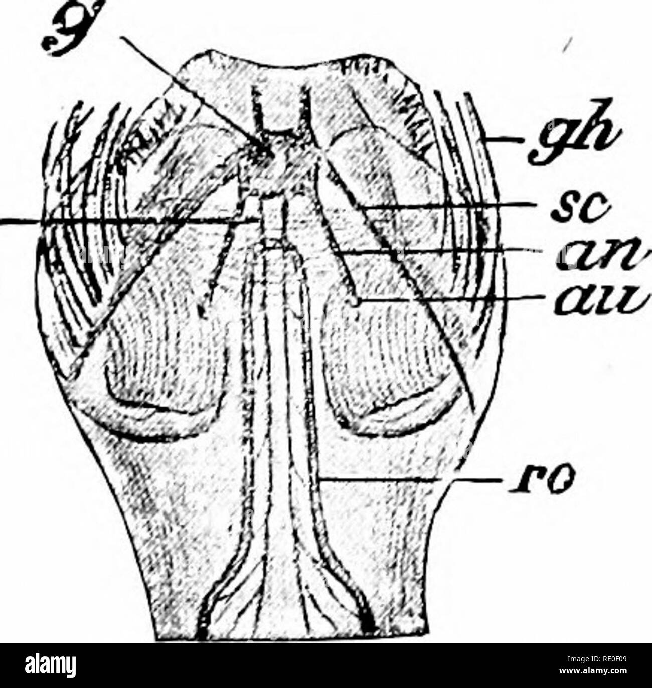 . A manual of zoology. Zoology. /. CH^fJTO GXA TUI. 29T pair 01 fused ...