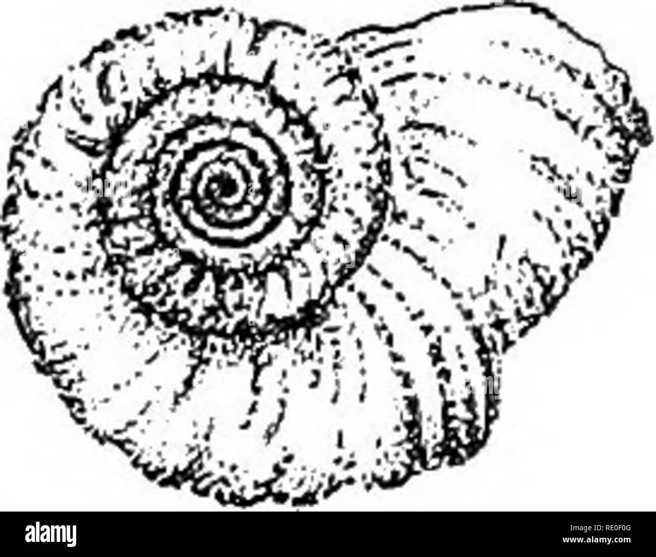 Sarcodina hi-res stock photography and images - Alamy