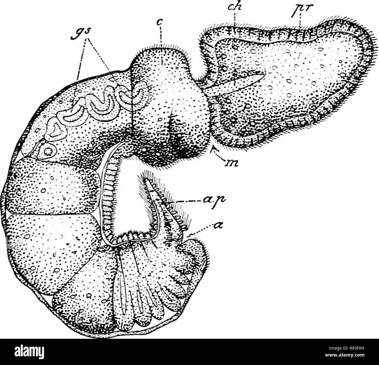 . Amphioxus and the ancestry of the vertebrates. Amphioxus; Sea squirts ...