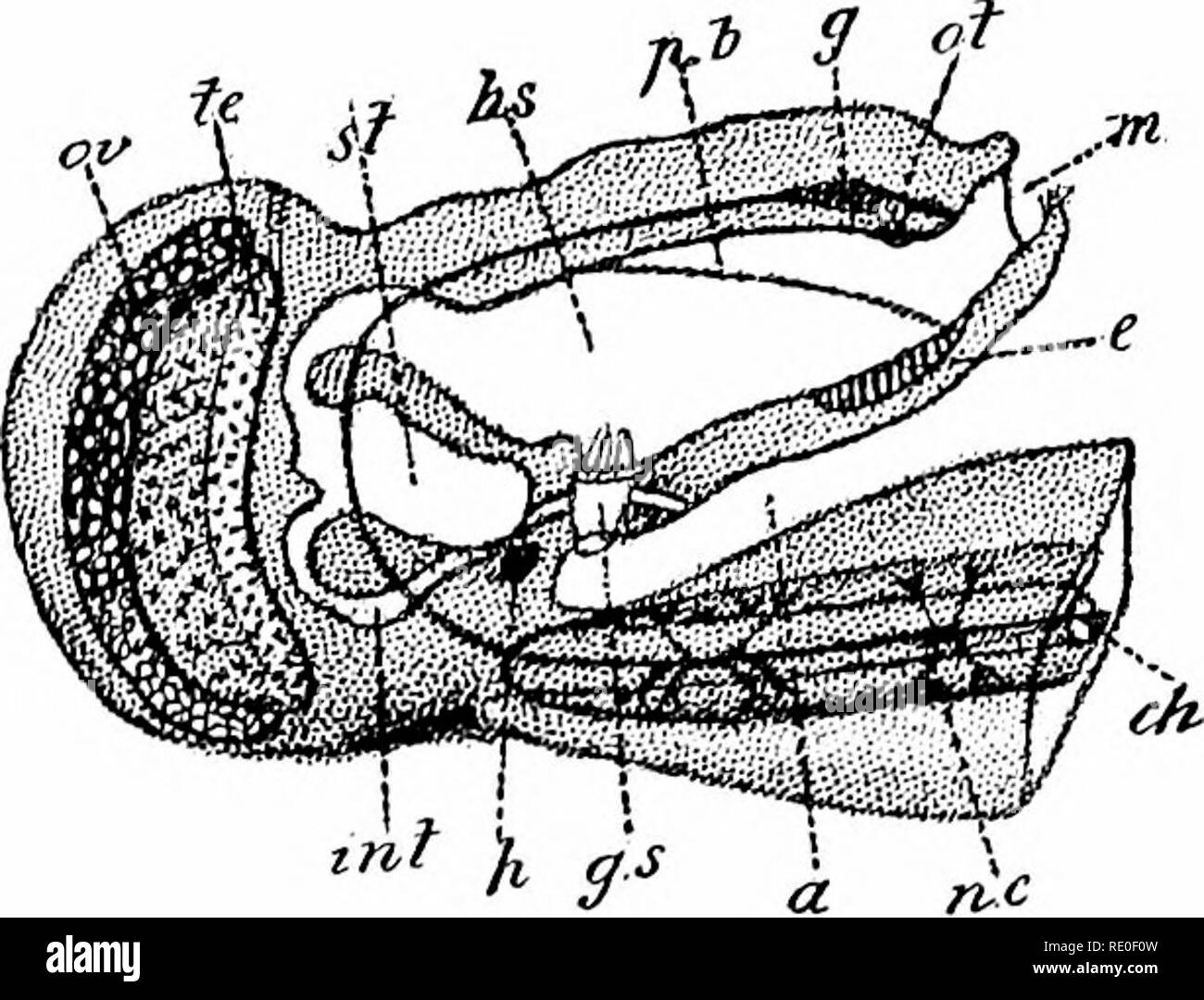 Geoduck Clams Anatomy