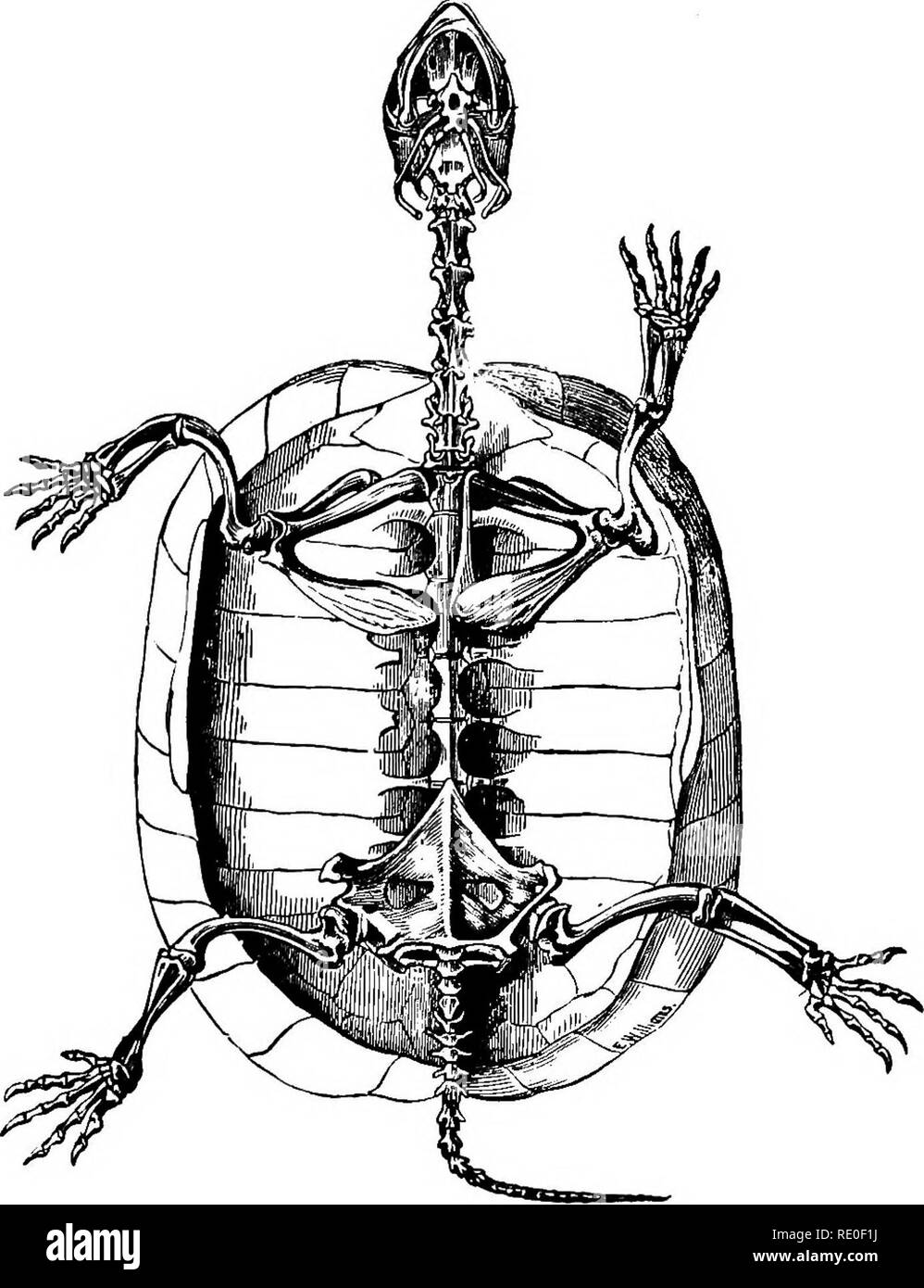 Skeleton of tortoise Black and White Stock Photos & Images - Alamy