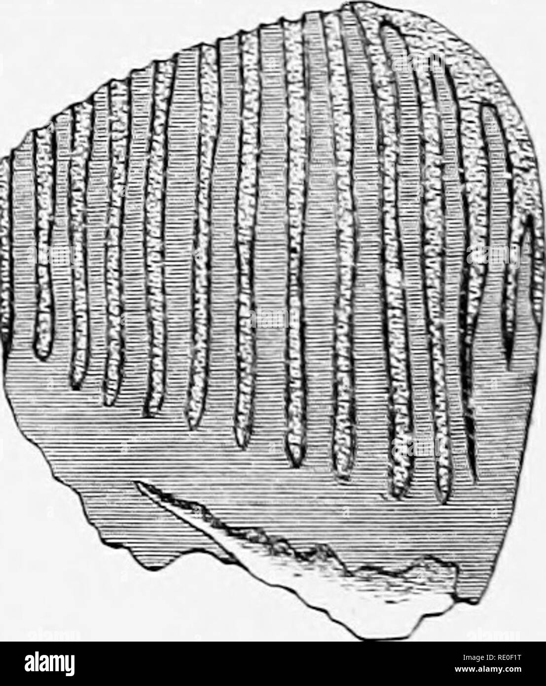 . An introduction to the study of mammals living and extinct. Mammals ...