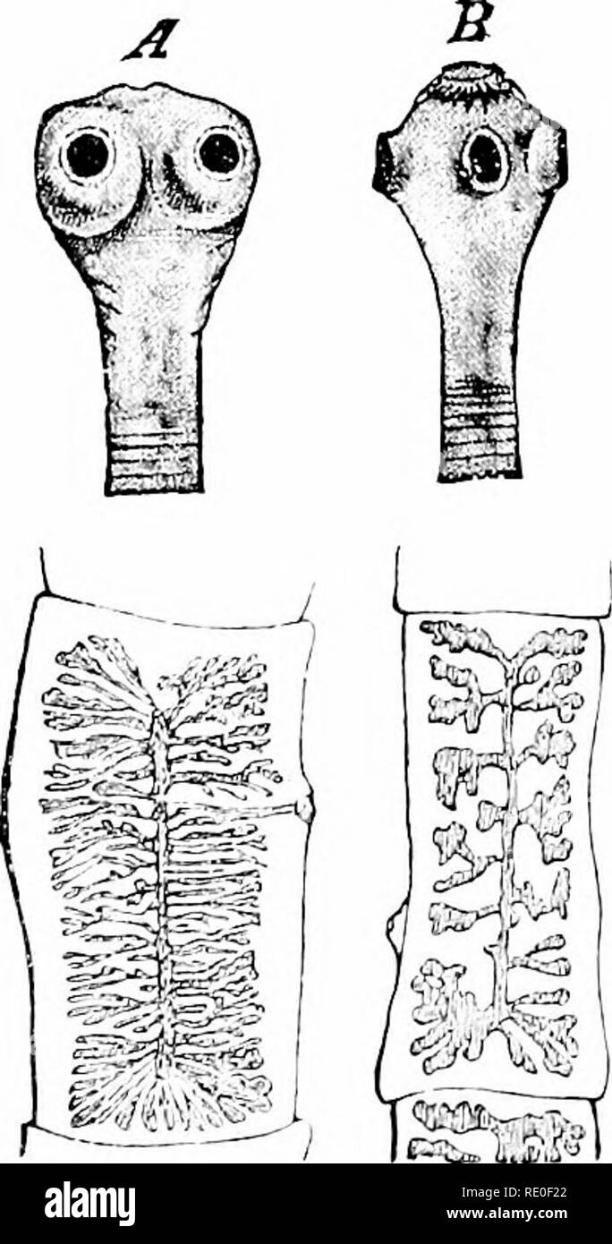 Proglottids High Resolution Stock Photography and Images - Alamy