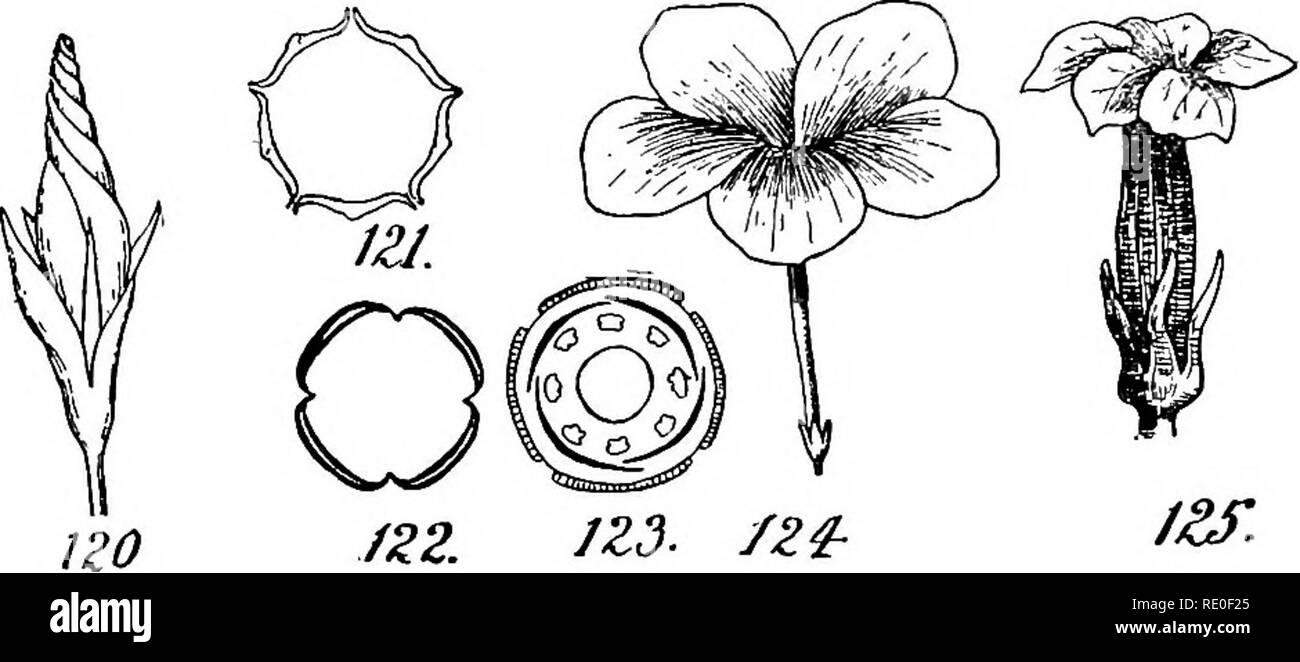 . A manual of structural botany; an introductory textbook for students ...