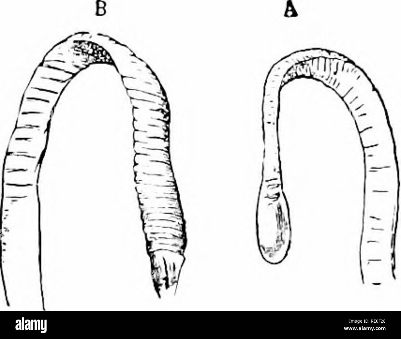 Tapeworm proglottids Black and White Stock Photos & Images - Alamy