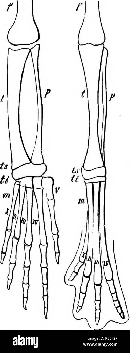 . Zoology for high schools and colleges. Zoology. Fig. 438.—Skull of a ...