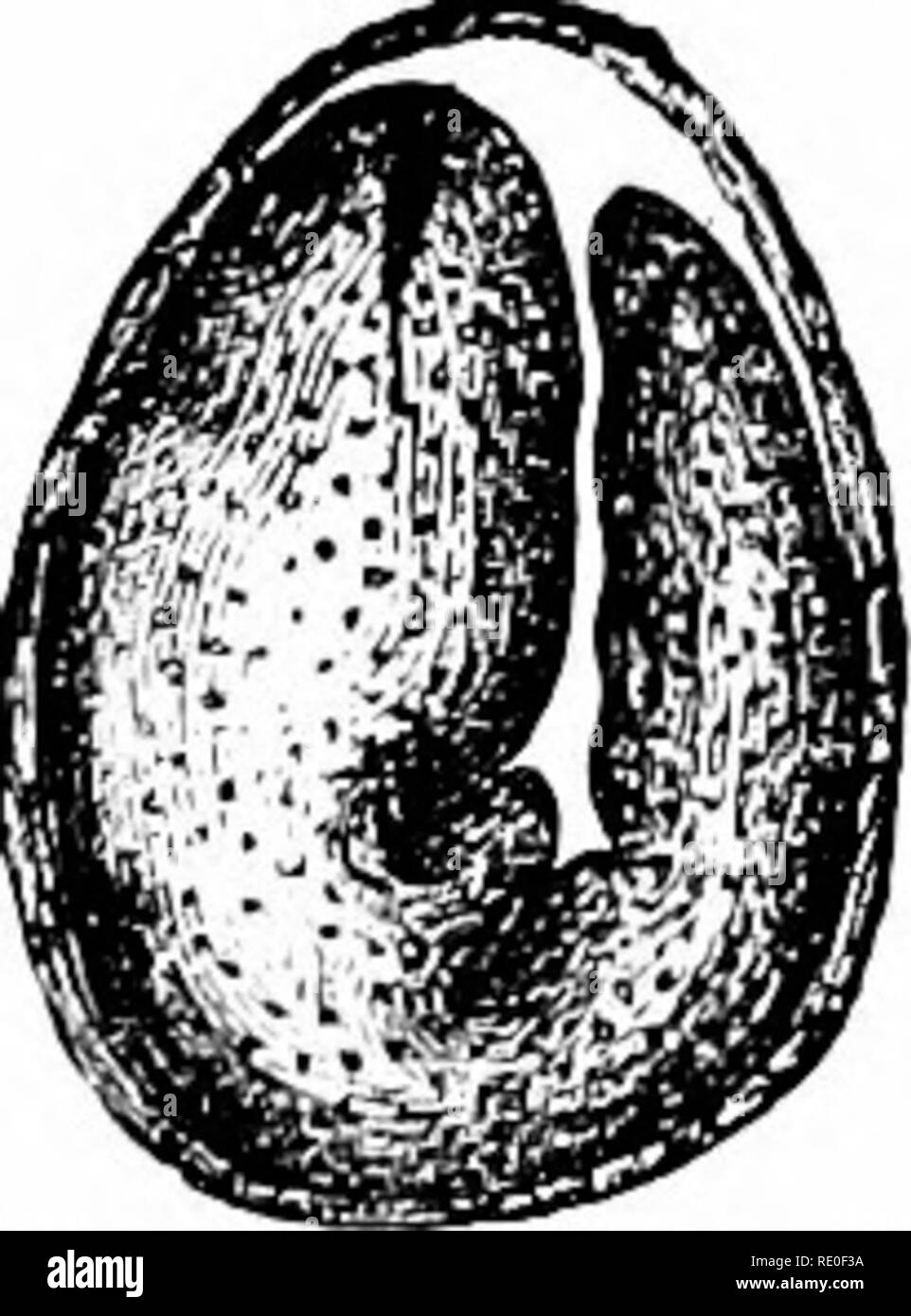 . A manual of zoology. Zoology. /fii'i^is. Fig. 246.Development of ...